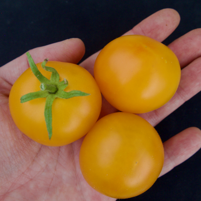 Gold Nugget Tomato – Vibrant Earth Seeds