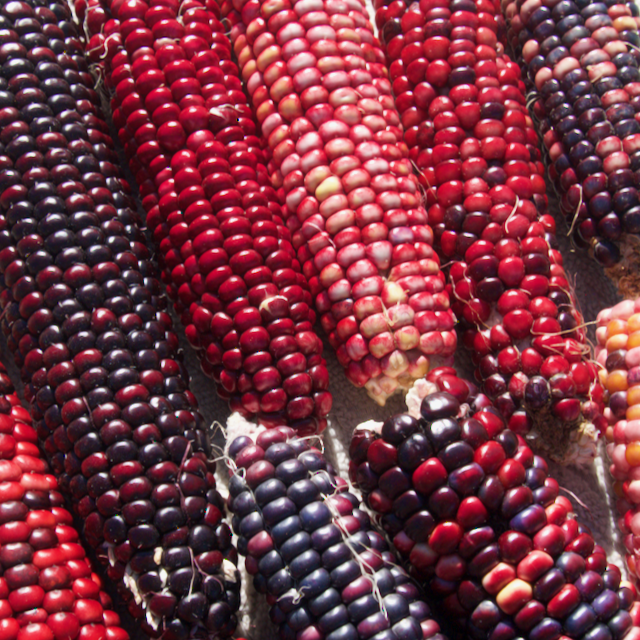 Red Rainbow Corn Landrace – Vibrant Earth Seeds