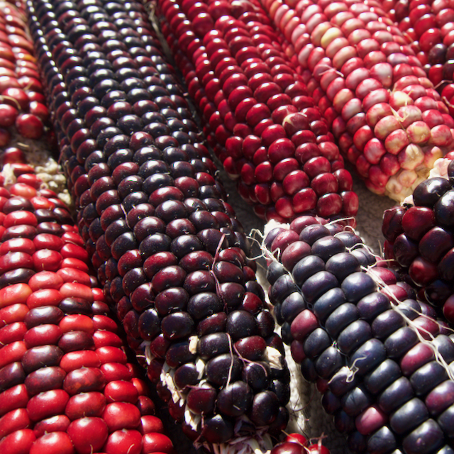 Red Rainbow Corn Landrace – Vibrant Earth Seeds