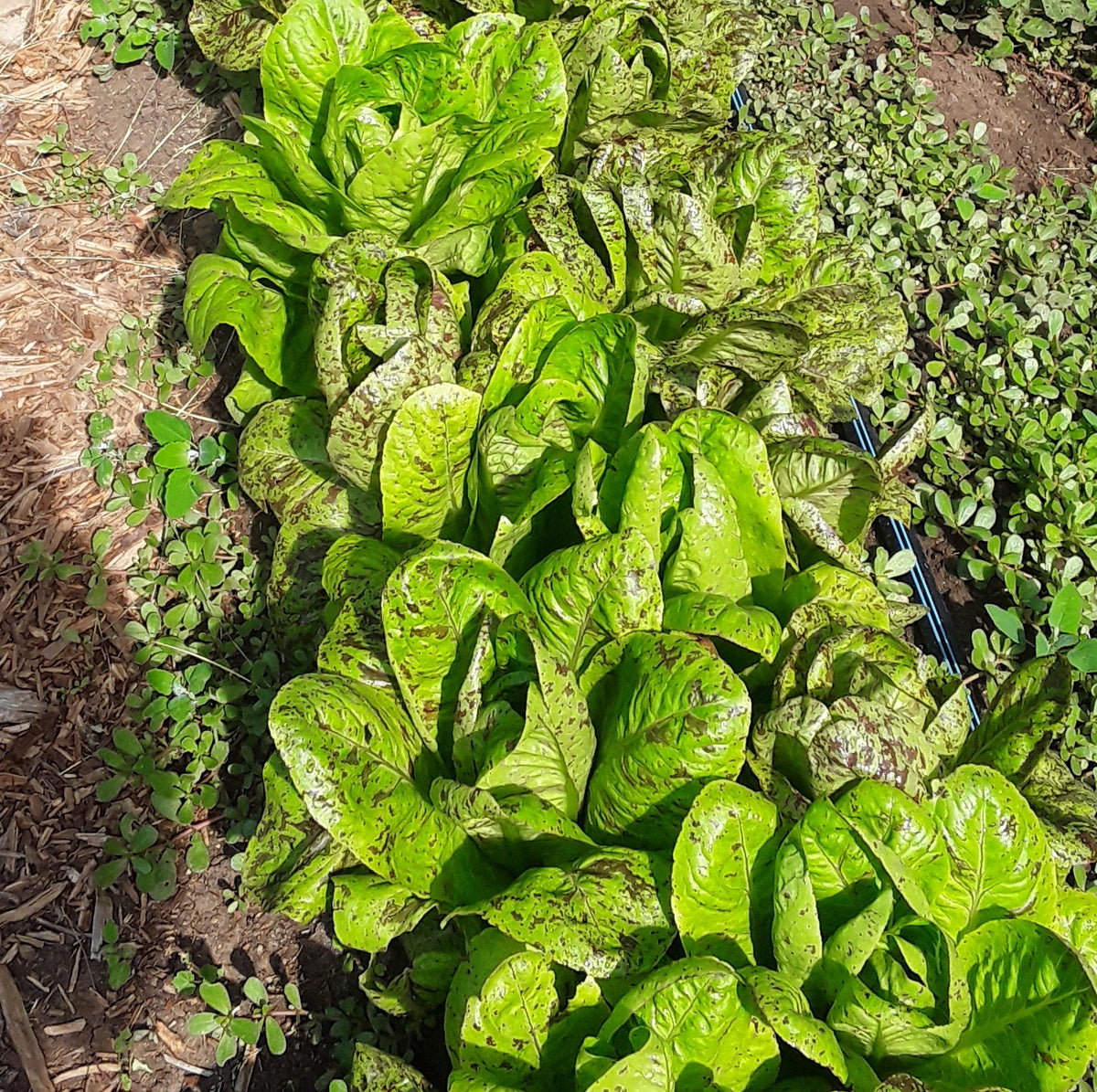 Spotty Troutback Lettuce – Vibrant Earth Seeds