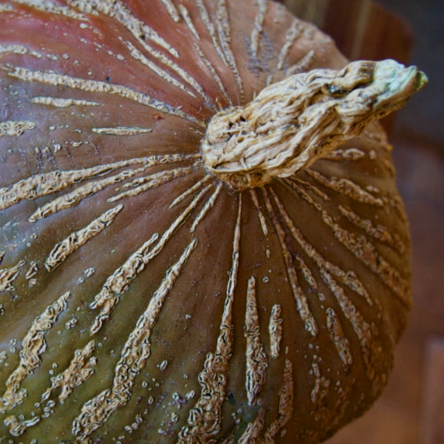 Ayeyarwady Delta Maxima Squash – Vibrant Earth Seeds