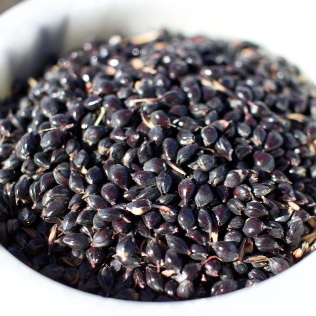 Black Milo Sorghum – Vibrant Earth Seeds