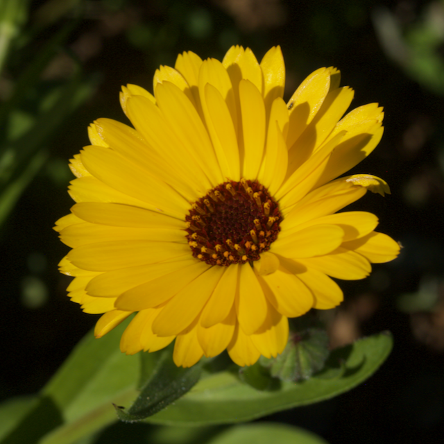 Products – Vibrant Earth Seeds