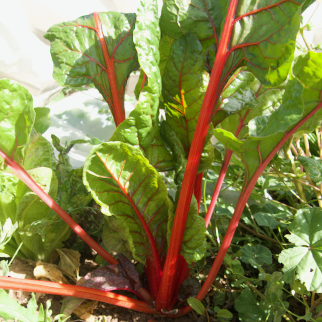 Bright Lights Swiss Chard – Vibrant Earth Seeds