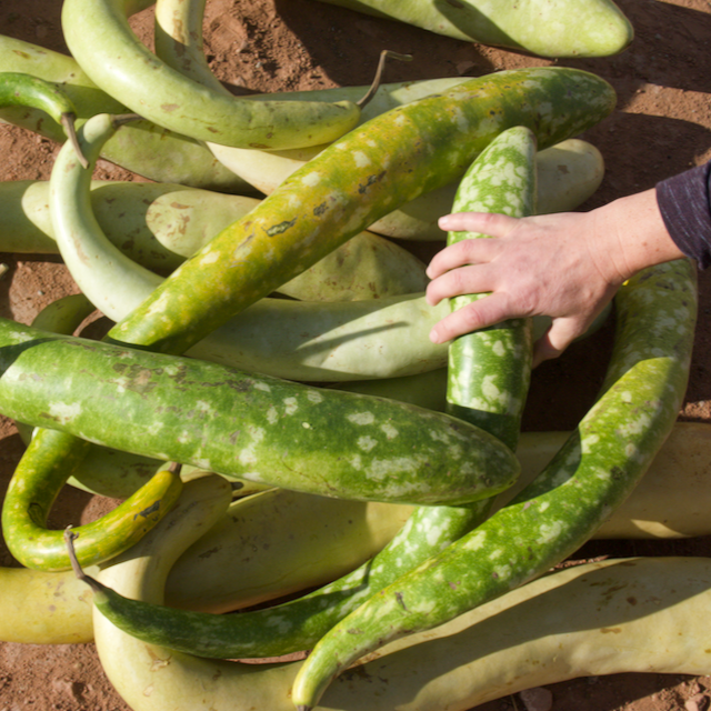 Cucuzzi Edible Gourd – Vibrant Earth Seeds