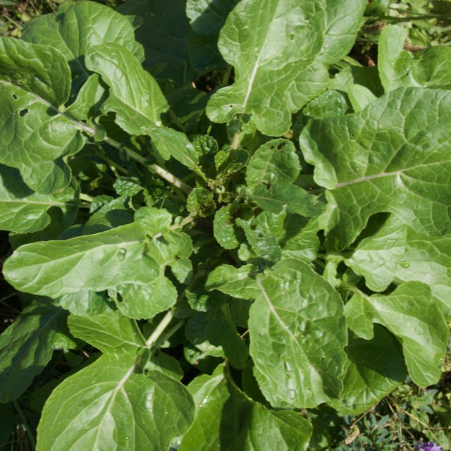 Ethiopian Kale – Vibrant Earth Seeds