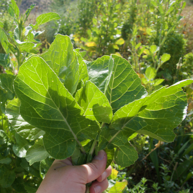 Ethiopian Kale – Vibrant Earth Seeds