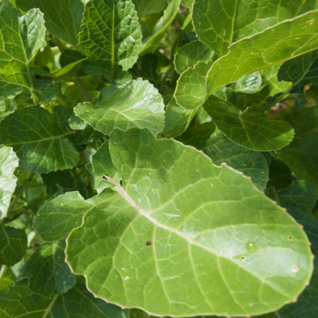 Ethiopian Kale – Vibrant Earth Seeds