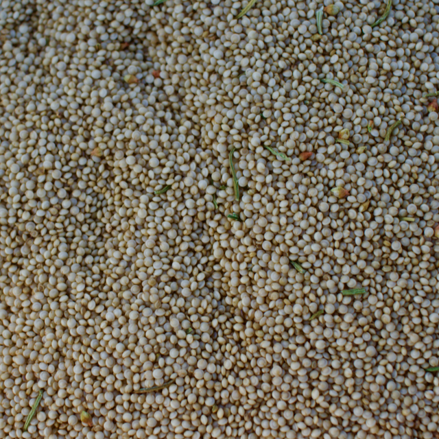 Golden Giant Amaranth – Vibrant Earth Seeds