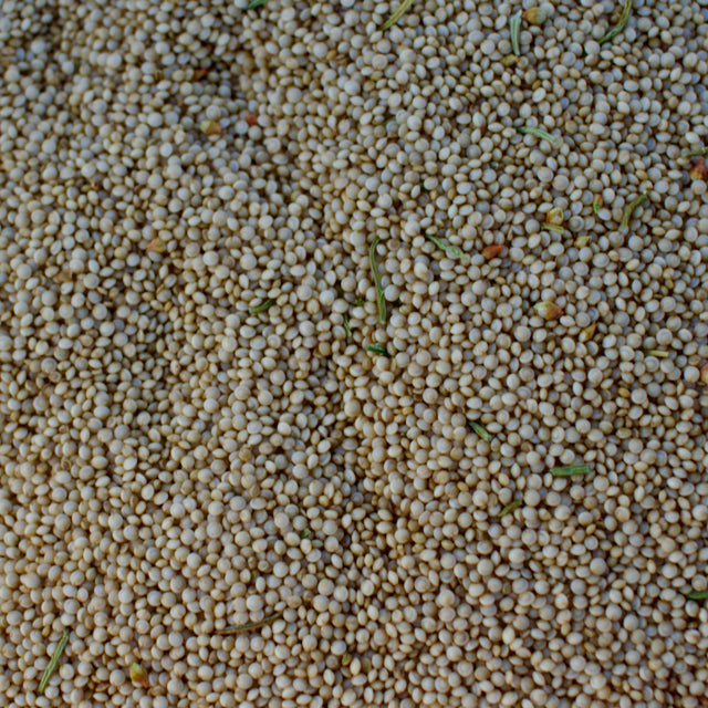 Golden Giant Amaranth – Vibrant Earth Seeds