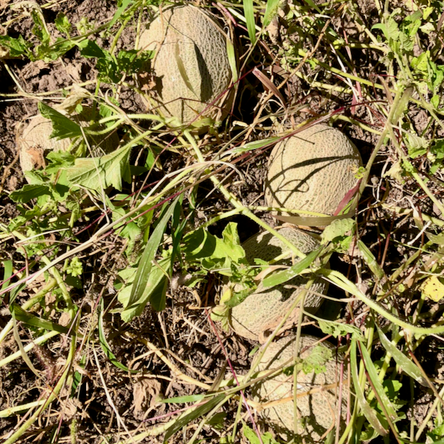 Hopi Titus X Green Nutmeg Cantaloupe – Vibrant Earth Seeds