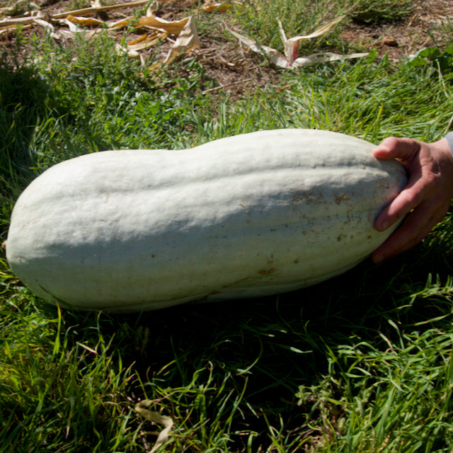 Hopi Origin Pale Gray Squash – Vibrant Earth Seeds