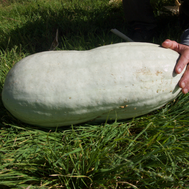 Hopi Origin Pale Gray Squash – Vibrant Earth Seeds