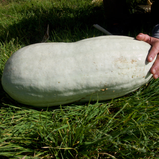 Hopi Origin Pale Gray Squash – Vibrant Earth Seeds