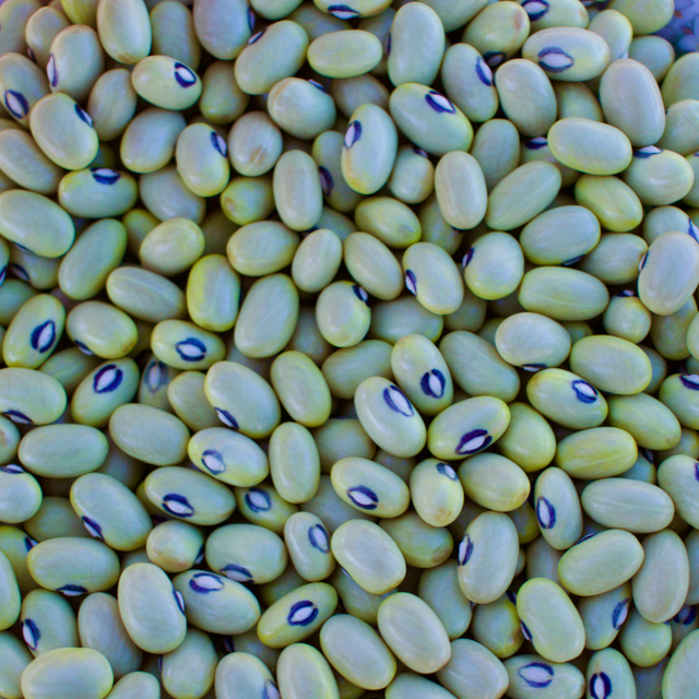 Hutterite Beans – Vibrant Earth Seeds