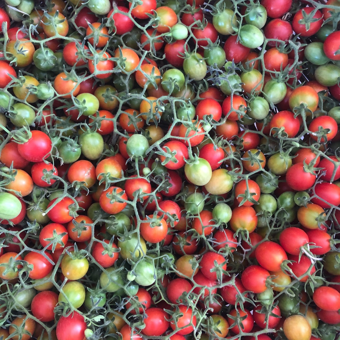 Italian Winter Tomato – Vibrant Earth Seeds
