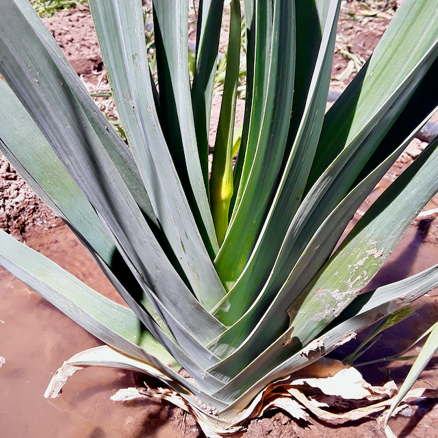 Blaugrüner x Lilly's Leeks – Vibrant Earth Seeds