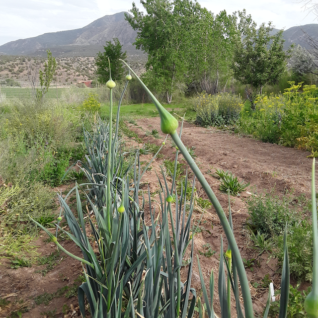 Blaugrüner x Lilly's Leeks – Vibrant Earth Seeds
