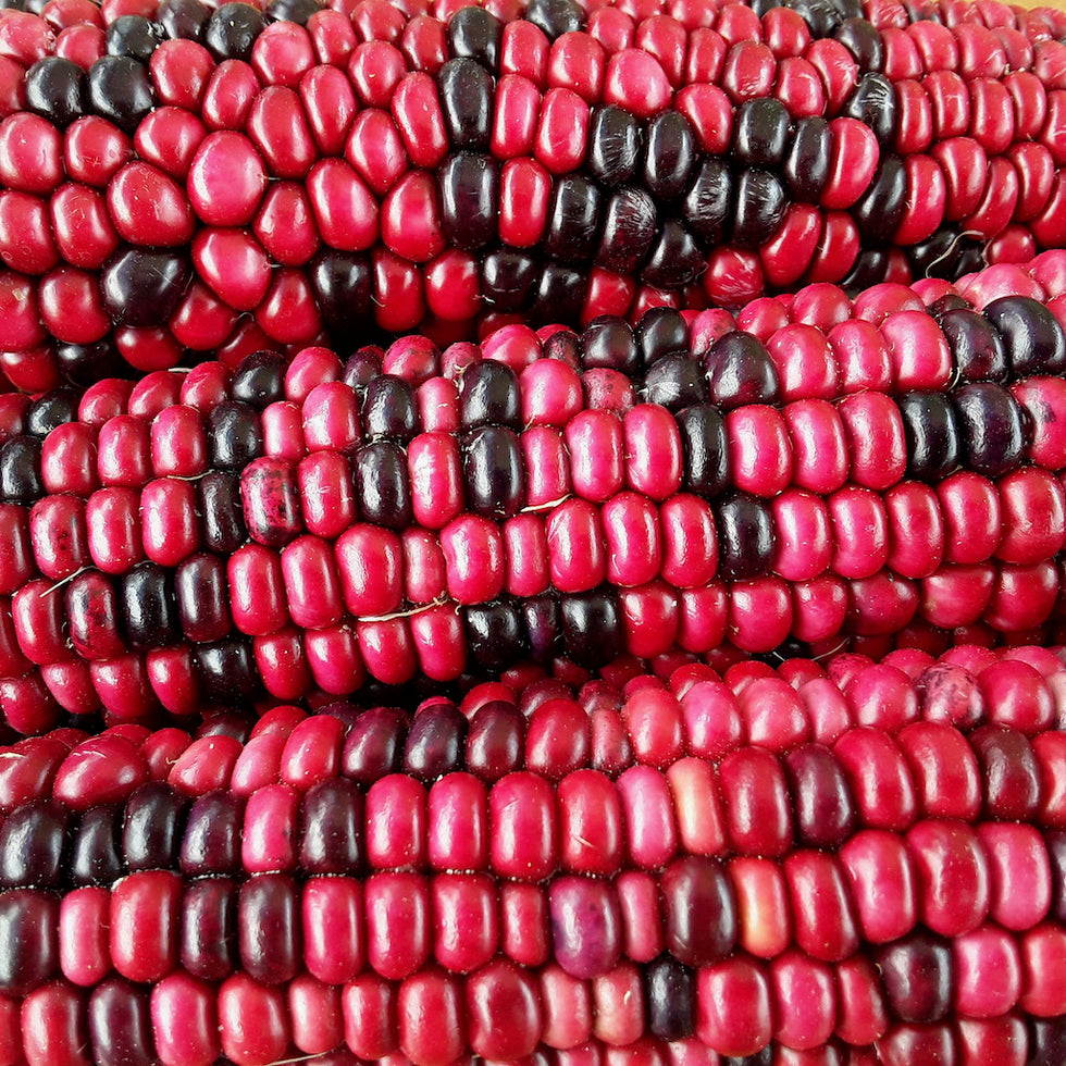 Red Rainbow Corn Landrace – Vibrant Earth Seeds
