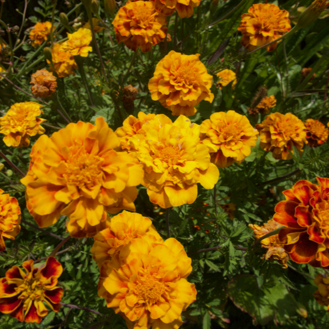 Colorado Marigold Mix – Vibrant Earth Seeds
