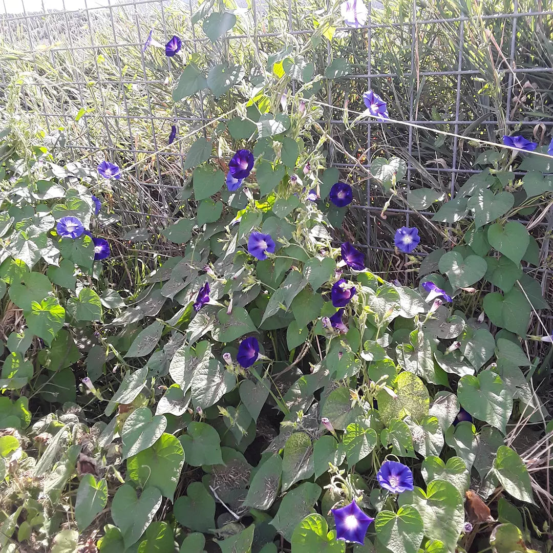 Morning Glory: Grandpa Ott's "Plus" – Vibrant Earth Seeds