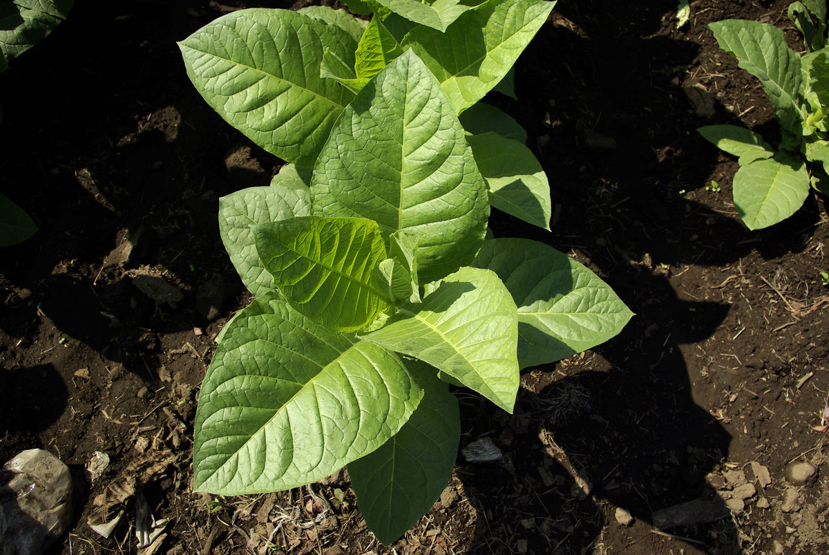 Hopi Origin Tobacco – Vibrant Earth Seeds