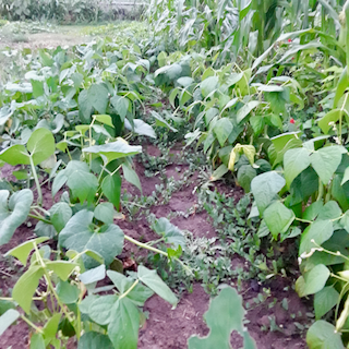 Orca Beans – Vibrant Earth Seeds