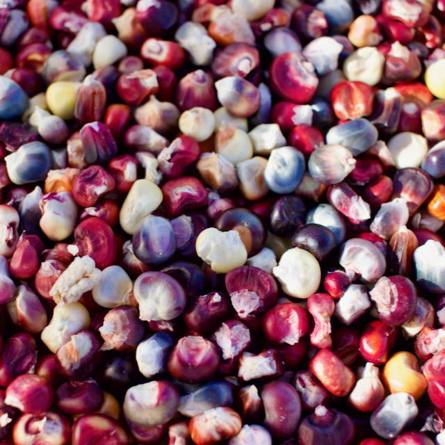 Painted Mountain Corn (Colorado-Adapted) – Vibrant Earth Seeds