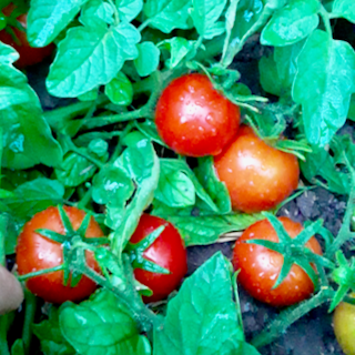 Punta Banda Tomato – Vibrant Earth Seeds