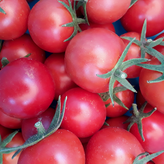 Punta Banda Tomato – Vibrant Earth Seeds