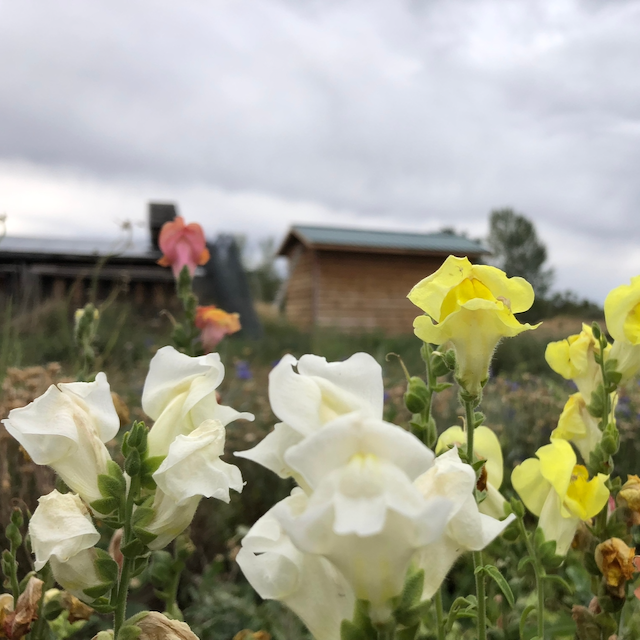 Snapdragon Mix – Vibrant Earth Seeds