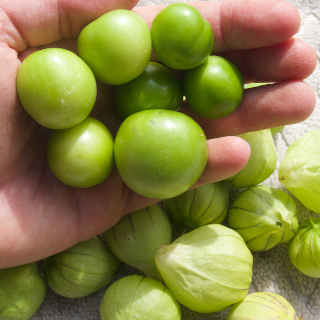 Tomatillo Verde – Vibrant Earth Seeds